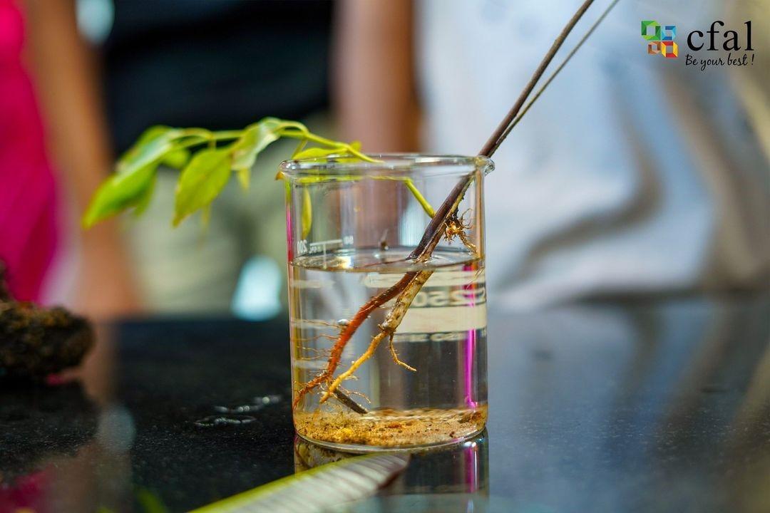 Unveiling the Secrets of Plant Anatomy: CFAL's PU College Students ...